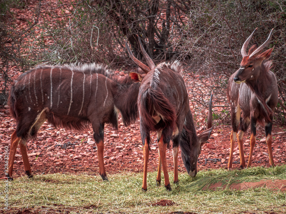 Wild Animals in South Animal during dry summer phase Stock Photo ...