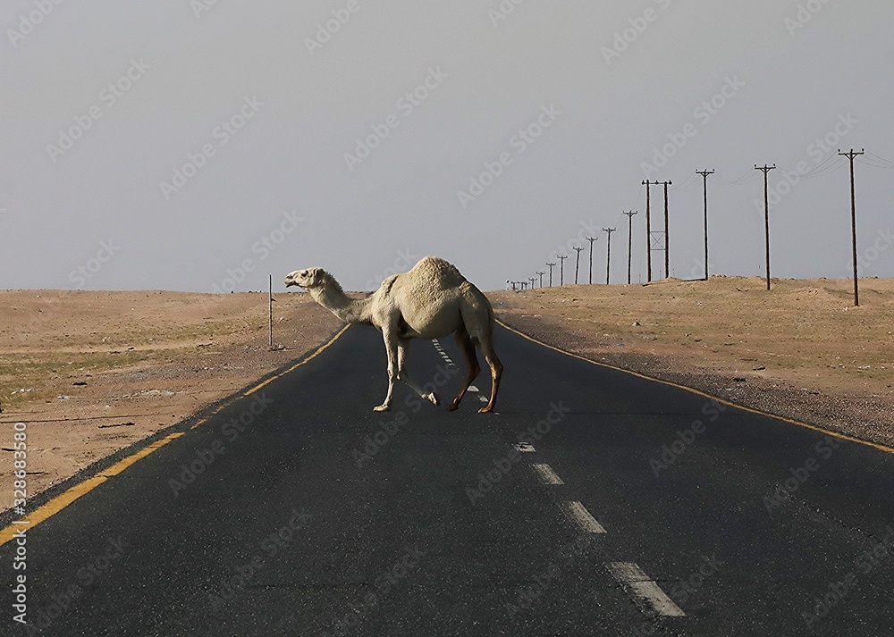 Camel crossing road in the desert and telegraph poles on the side Stock ...