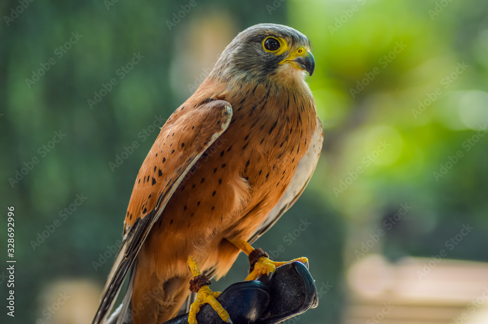 Common Kestrel / falcon (Falco tinnunculus) is a bird of prey ...