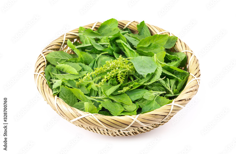 hot basil leaves medicament herb plant and favorite ingredient of thai ...