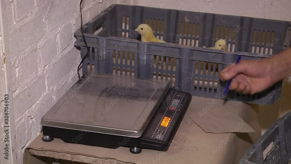 Farming. Egg factory plant agriculture poultry chicken farm. Chicken in ...