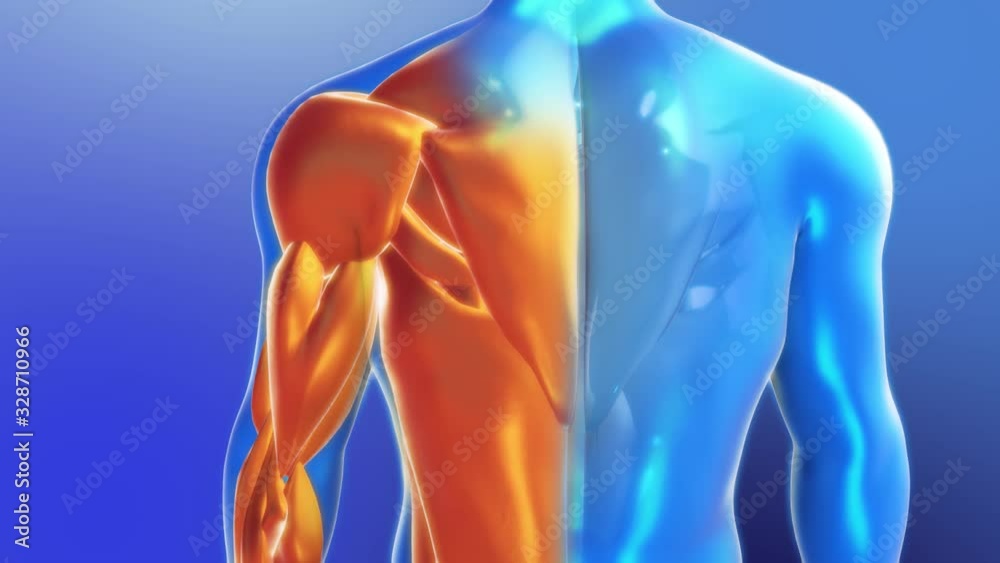 3D Anatomy of Human Muscles. Human Loop Rotation Animation in a Blue ...