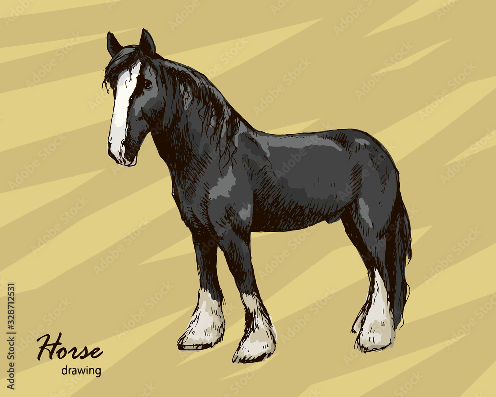 Hand drawn male farm horse graphic vector sketch Stock Vector | Adobe Stock