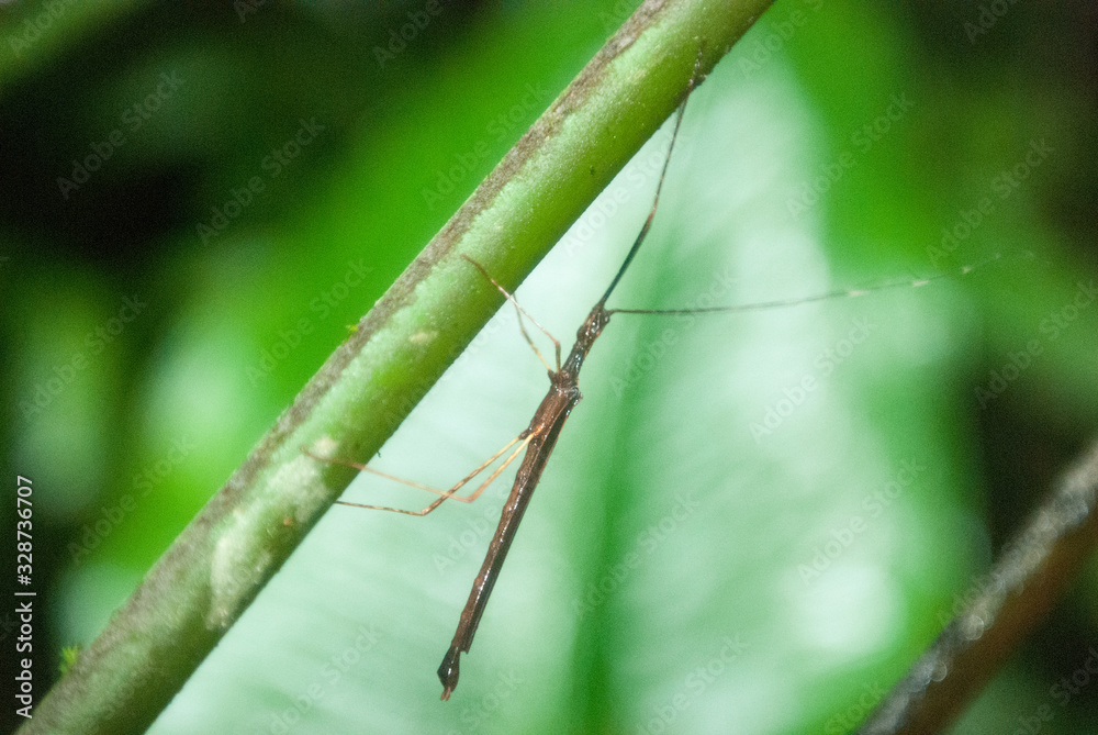 Walking Stick Insect, La Selva Biological Station, Puerto Viejo de ...