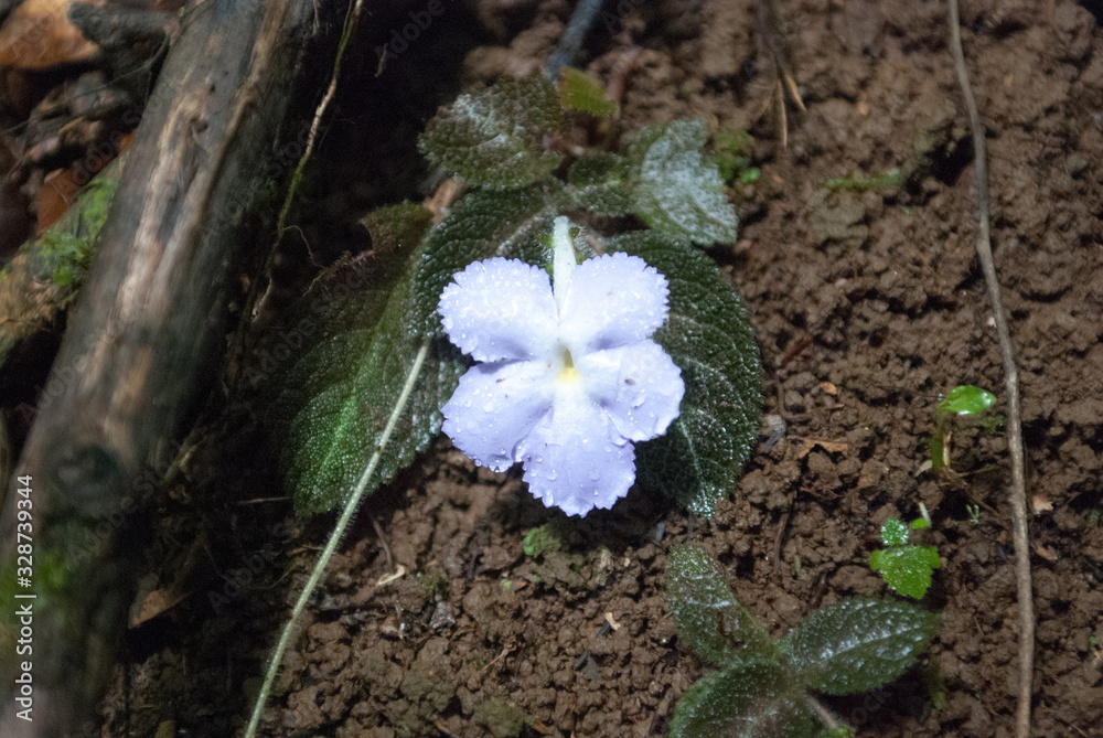 Jungle Flower, small, purple, five serrated pedals. La Selva Biological ...