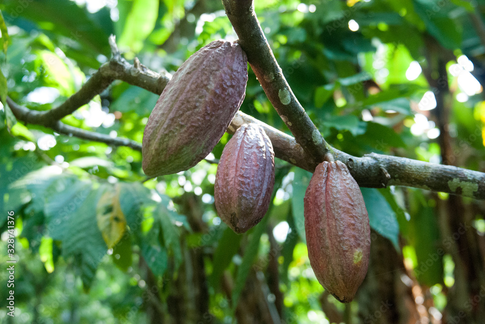 Cacao Fruit, Chocorart Cacao Plantation, Puerto Viejo de Talamanca ...