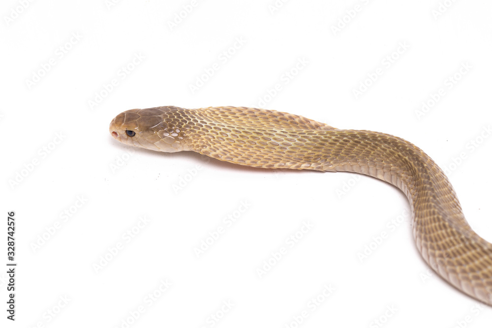 The Javan spitting cobra (Naja sputatrix) also called the southern ...