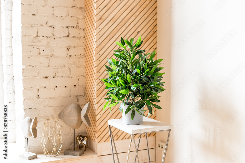 Home plant placed on a small table in bright room interior with ...
