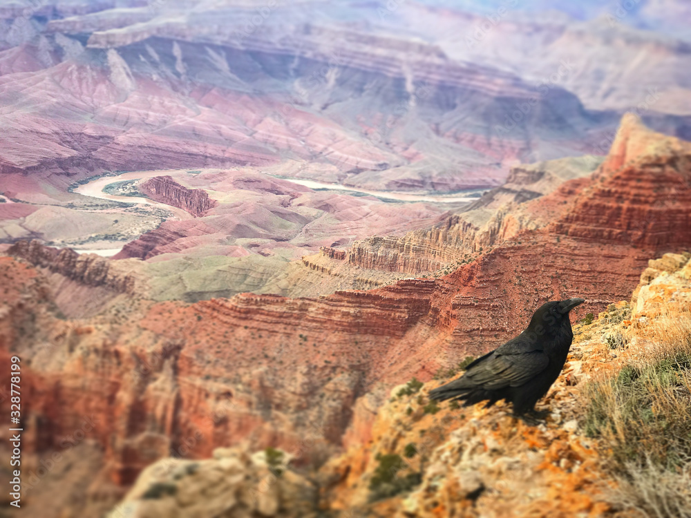 Raven at the Grand Canyon National Park. Colorado River and Unkar Delta ...