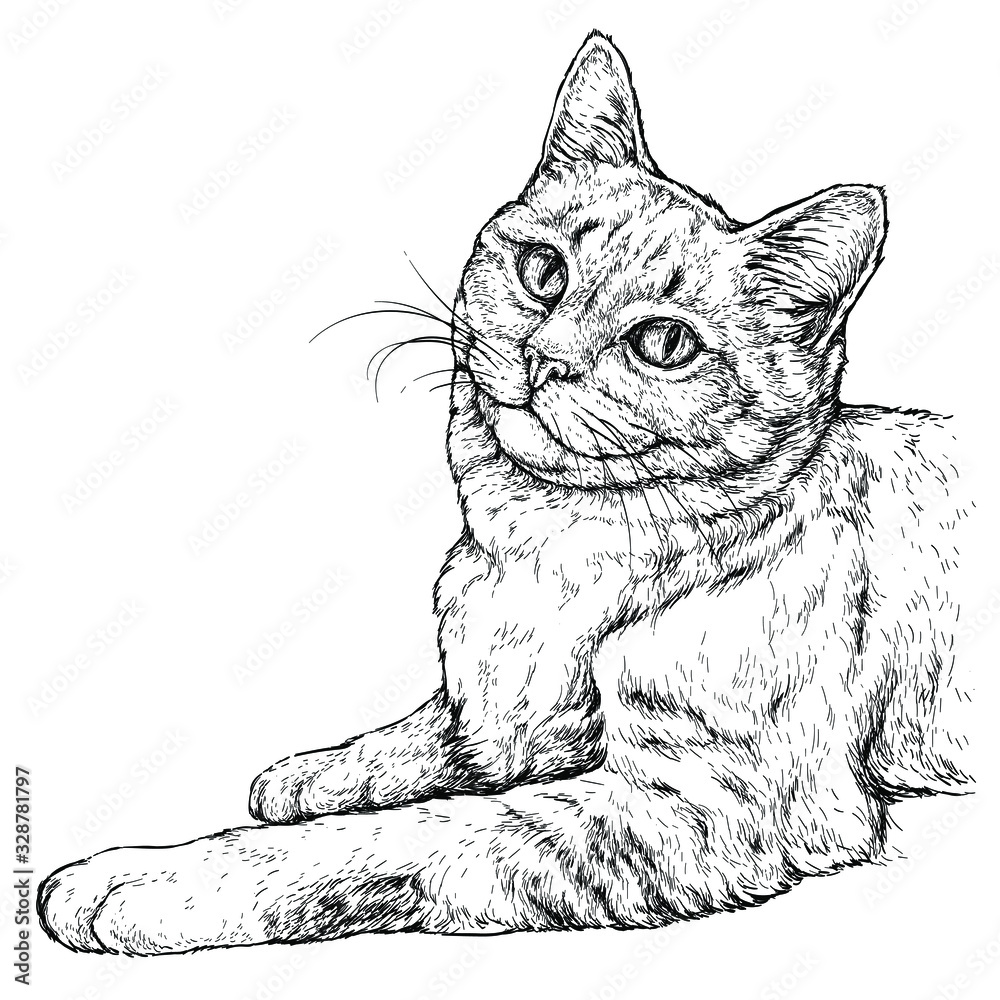 Hand drawn portrait of cute Cat. Vector illustration isolated on white ...