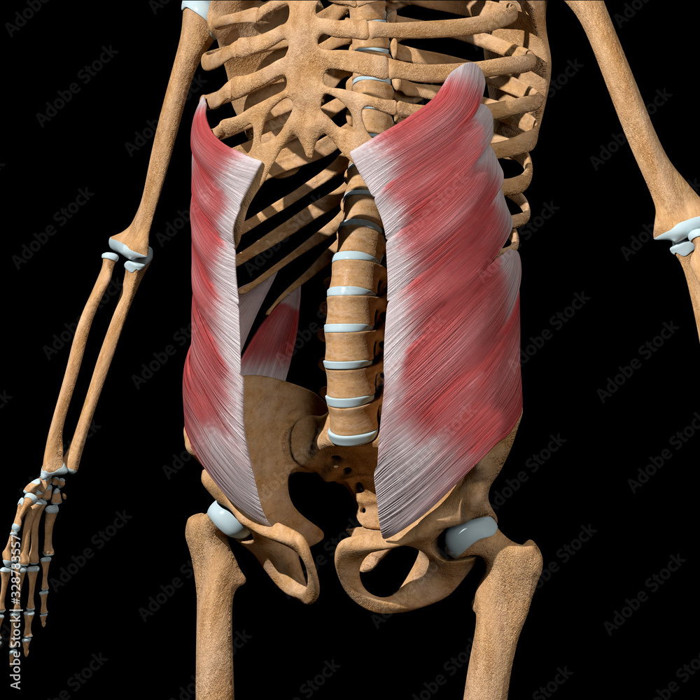 3d Illustration of the Abdominal External Oblique Muscles on Skeleton ...