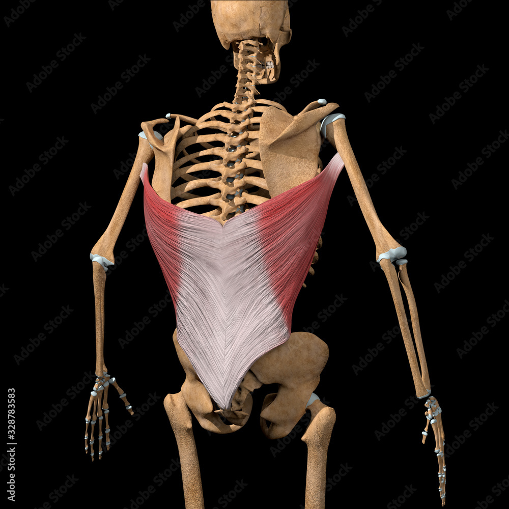 3d Illustration of the Latissimus Dorsi Muscles on Skeleton Stock ...