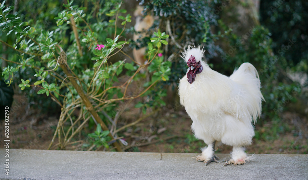 Silkie Chicken. A white furry chicken with long beautiful hair called ...