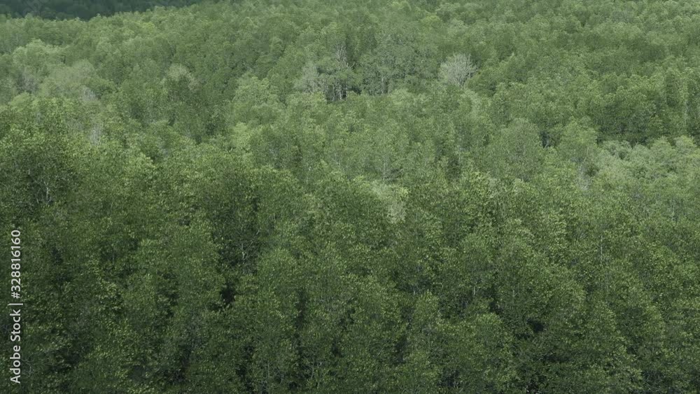 Dense of Tree, Tree Top Lean on the Wind Blowing Stock Video | Adobe Stock
