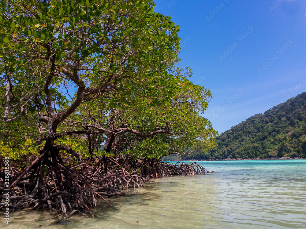 background, beach, beautiful, blue, forest, green, holiday, island ...