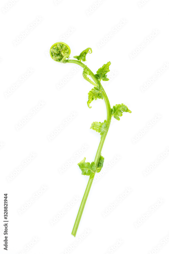Fresh green baby leaves of Paco Fern isolated on white background ...