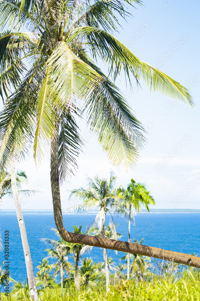 Stunning view of a bent palm tree in Corregidor Island. Corregidor ...