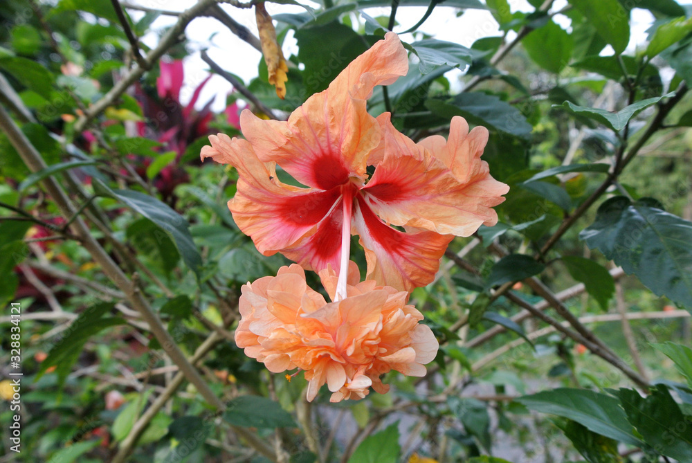 Hibiscus rosa-sinensis or is a genus of flowering plants in the mallow ...