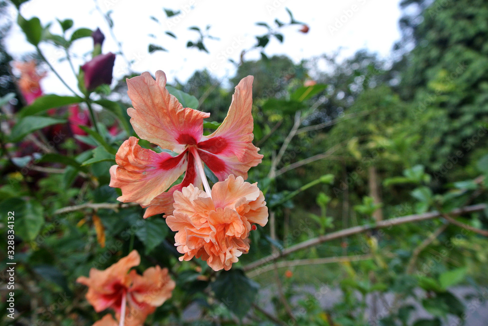 Hibiscus rosa-sinensis or is a genus of flowering plants in the mallow ...
