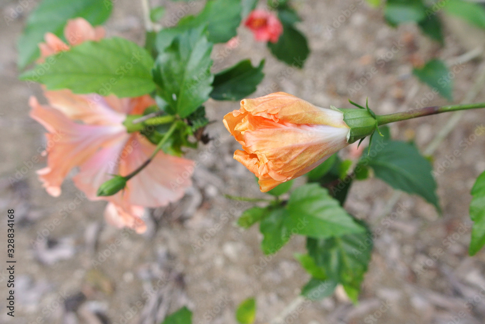 Hibiscus rosa-sinensis or is a genus of flowering plants in the mallow ...