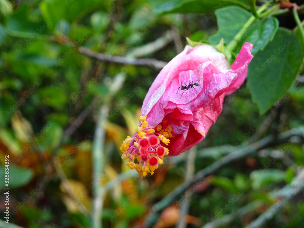 Hibiscus rosa-sinensis or is a genus of flowering plants in the mallow ...