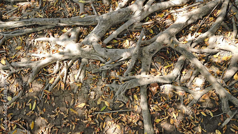 Tree root on land of forest .Background of natural environment idea ...