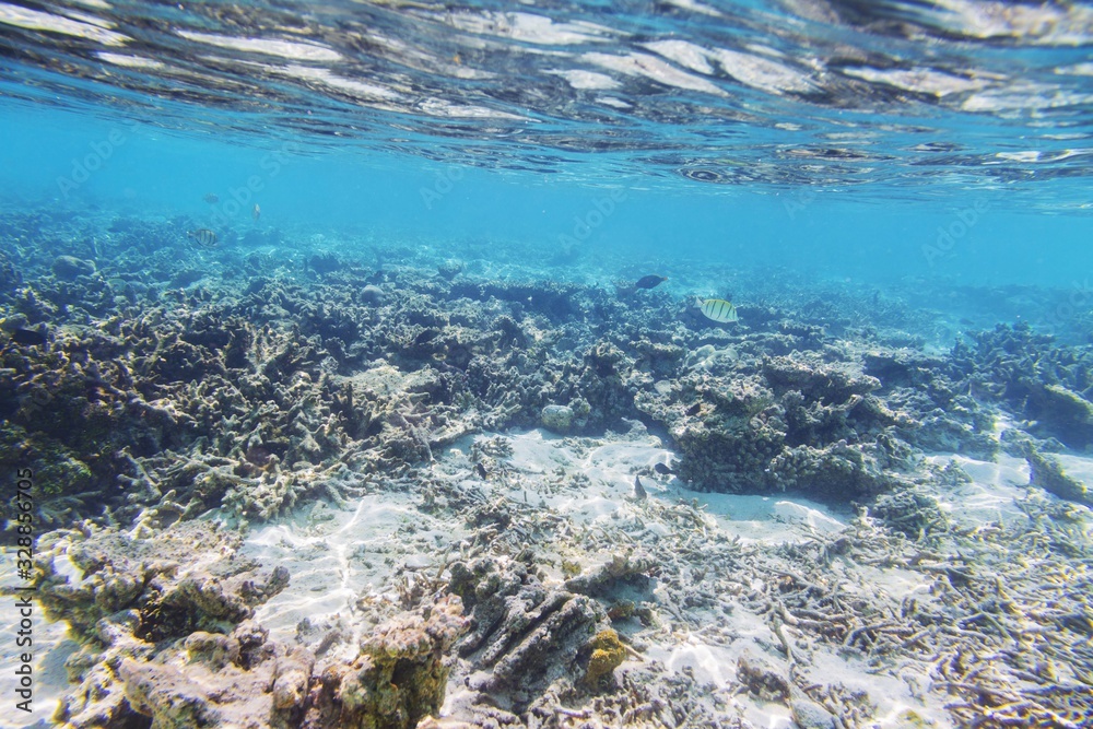 Underwater view of dead coral reefs and beautiful fishes. Snorkeling ...