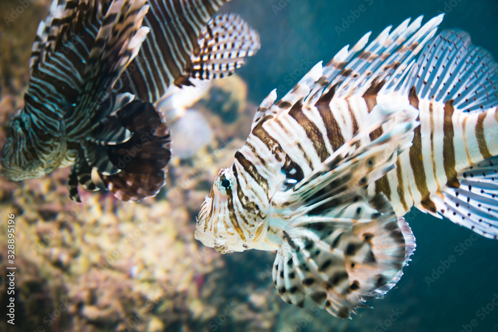 Types of bony fish: Lionfish (Scorpaeniformes) or Ray Finned Fish with ...
