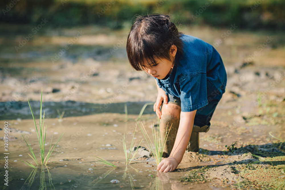 Asian kid planting rice in the muddy paddy field for learning how the ...