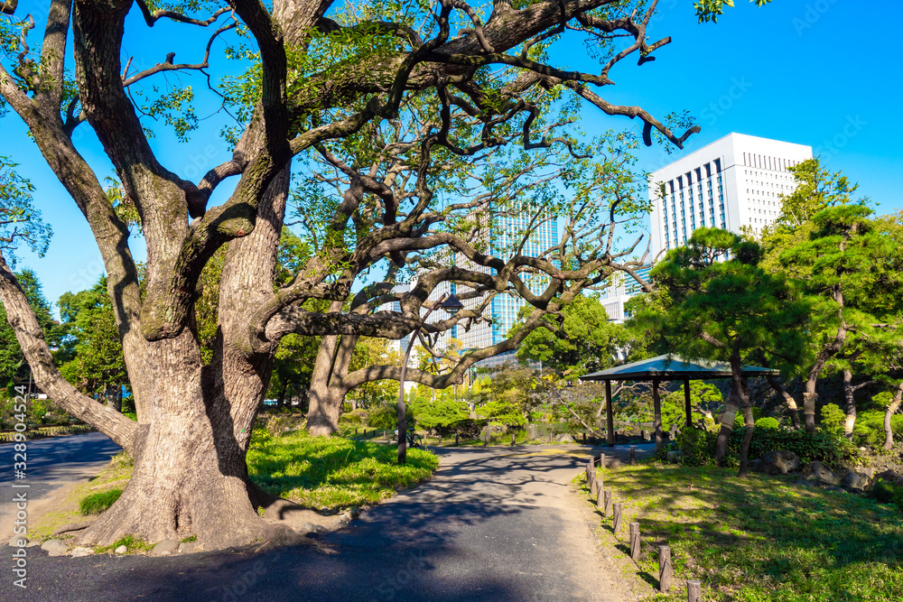 Japan. Park with a pond in Tokyo. Big tree in japanese park. Park in ...