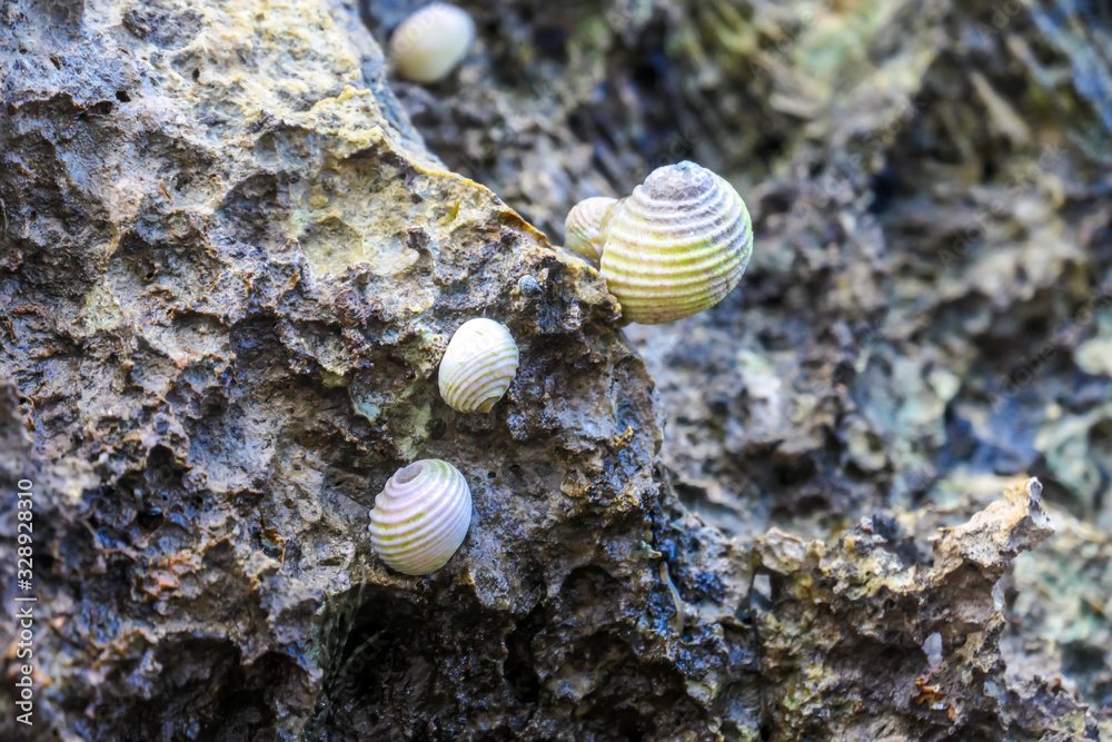 Shells attached to a coral reef exposed during the low tide on Koka ...