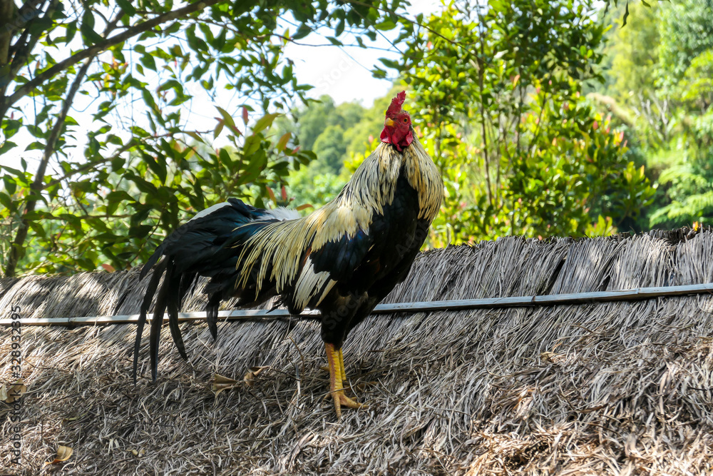 A rooster standing on top of the straw rooftop. The rooster is scanning ...