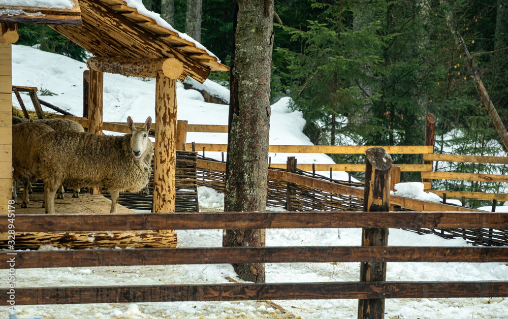 Ram in the stall of a wooden barn. Farm in Scotland Stock Photo | Adobe ...