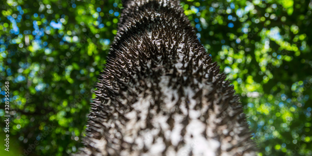 crocodile tree close up Madagaskar Palm Tree Spikes Ankarafantsika ...