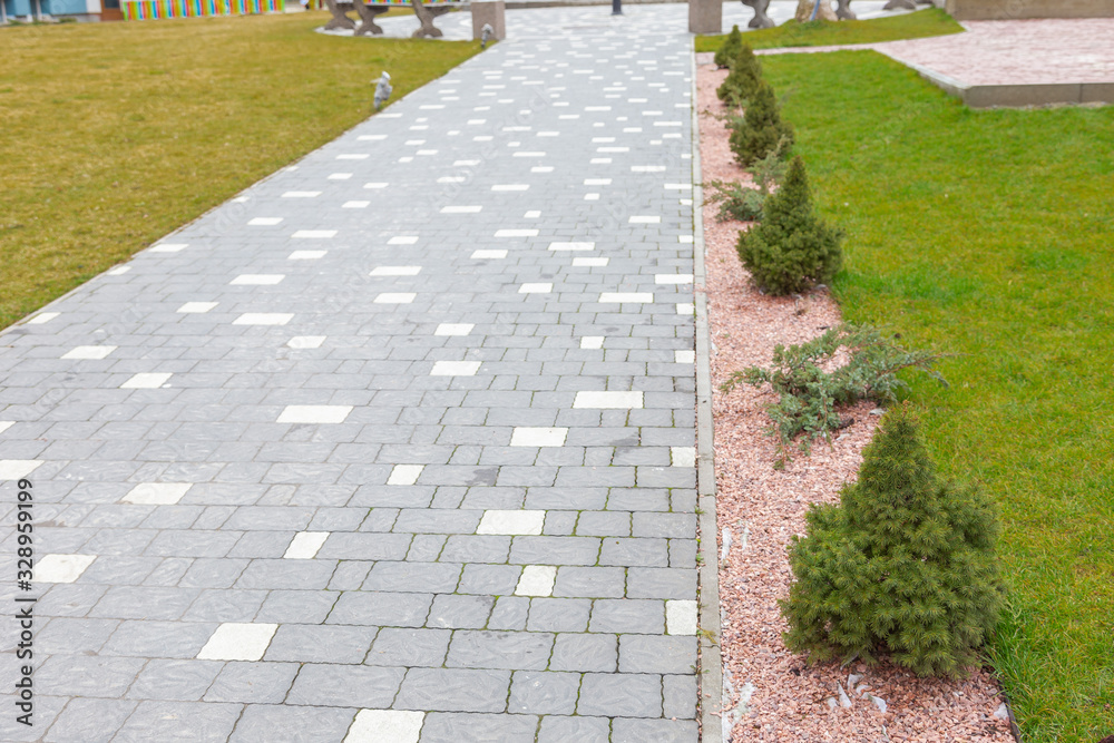 Canadian spruce conic, beautiful green tree close-up. Use of Canadian ...