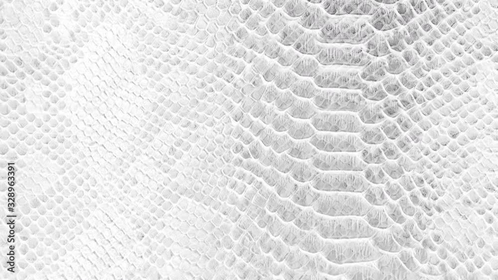 Skin snake background White snake skin texture Close-up Stock Video ...