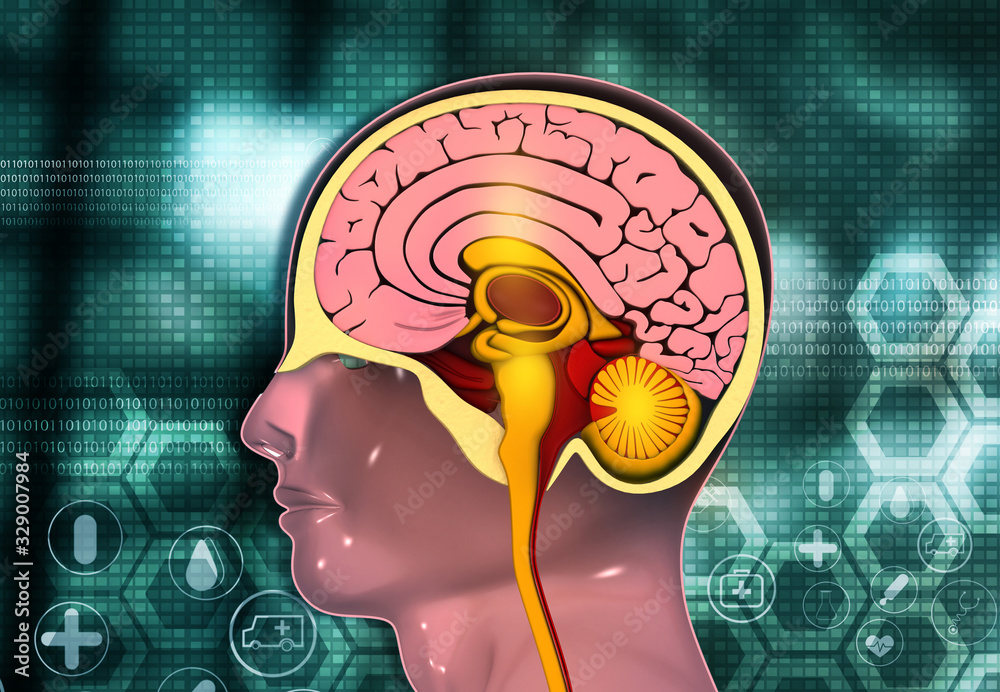 Human head cross section. Abstract science background. 3d illustration ...