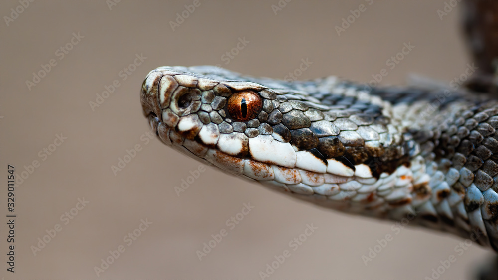 Close-up a poisonous common viper, vipera berus, looking intensely with ...