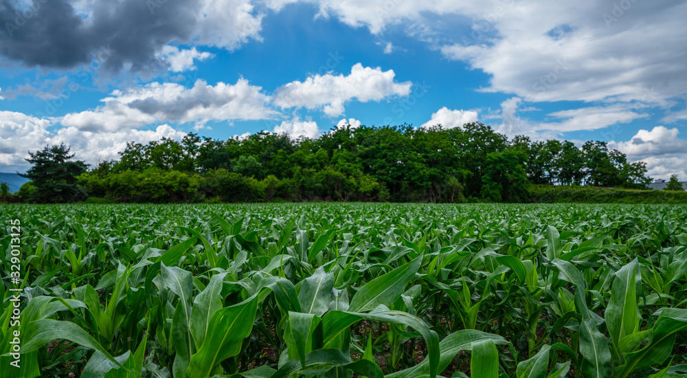Green field of corn in the field during spring. Corn field and sky with ...