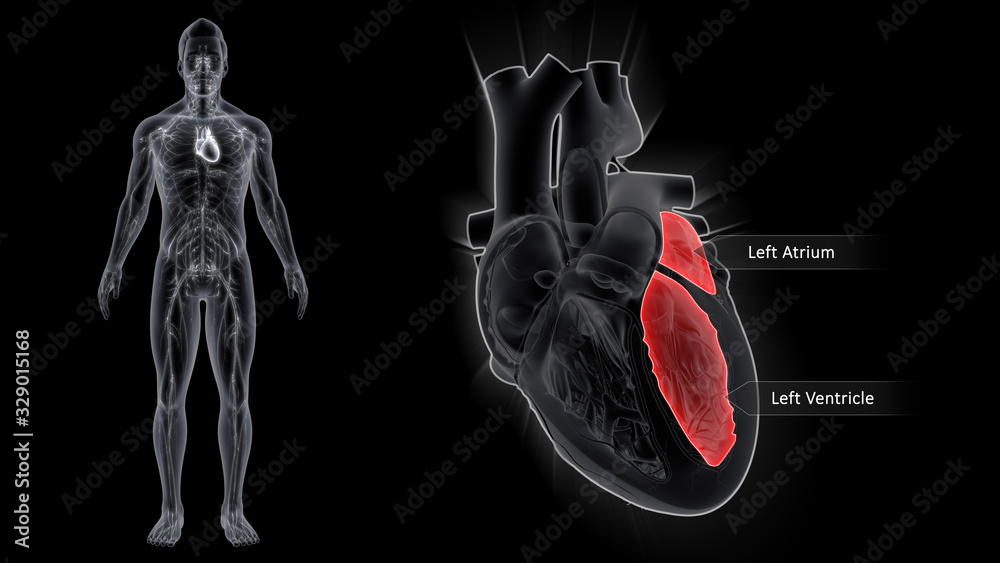Left Atrium and Left Ventricle Stock Illustration | Adobe Stock