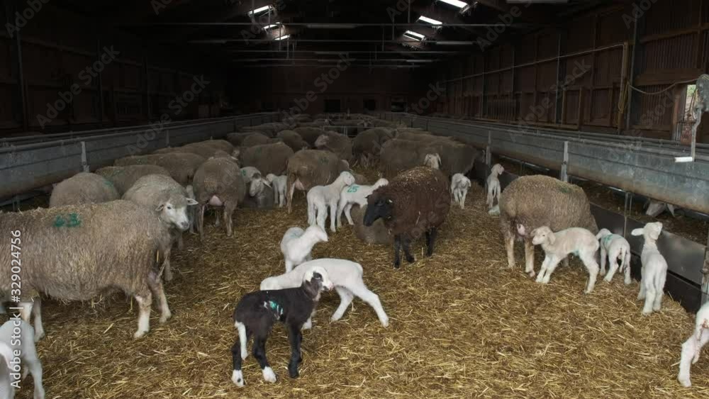 Sheep Farming, look inside barn, numbered sheep, baby and adults Stock ...