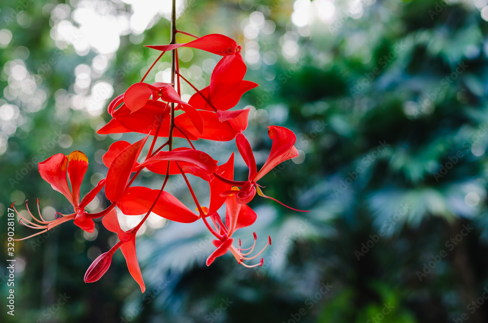 Red color Pride of Burma flowers (Amherstia nobilis) hanging from its ...