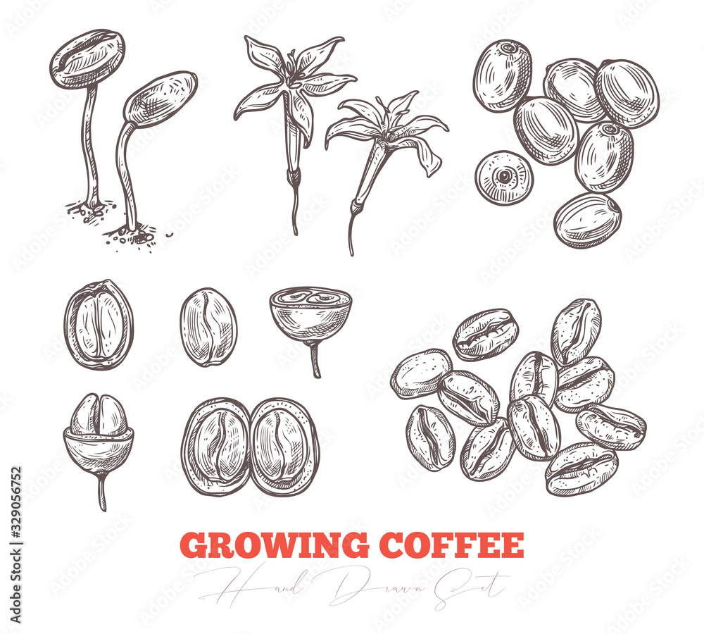 Coffee been ripening stages vector hand drawn illustration. Process of ...
