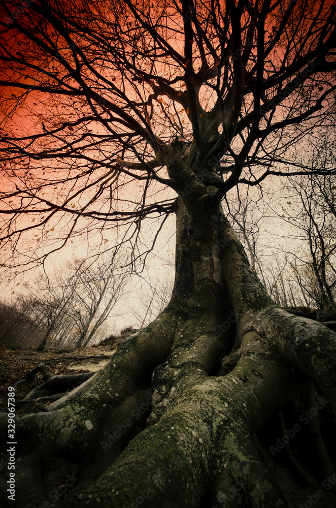 dark scary tree with big roots in forest, halloween horror landscape ...
