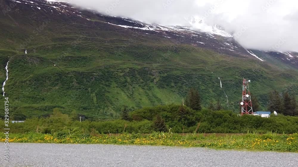Two bald eagles attempt to grab fish off the ground but miss and then a ...