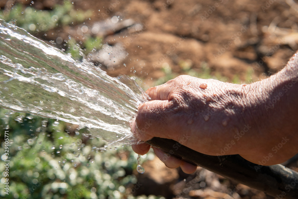water coming out of hose to water crop man hand watering crop Stock ...