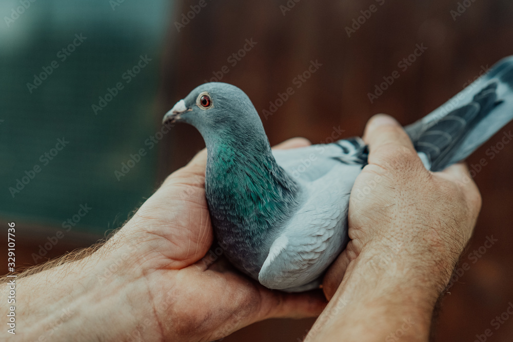 pigeons birds flying or standing agains the sky with a man holding tham ...