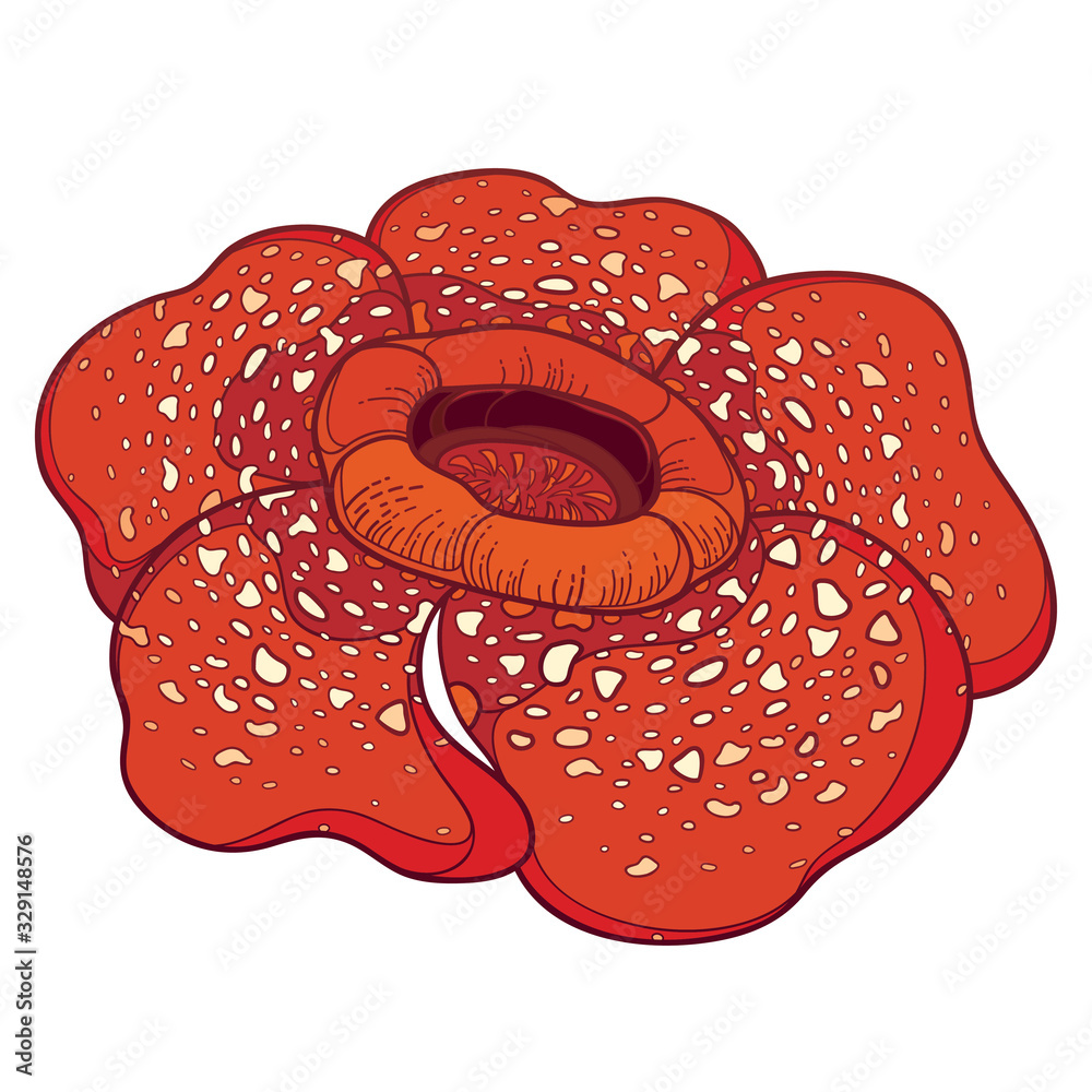 Outline parasitic Rafflesia arnoldii or corpse lily flower in red ...