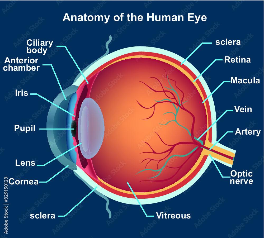 anatomia del ojo humano Stock Vector | Adobe Stock