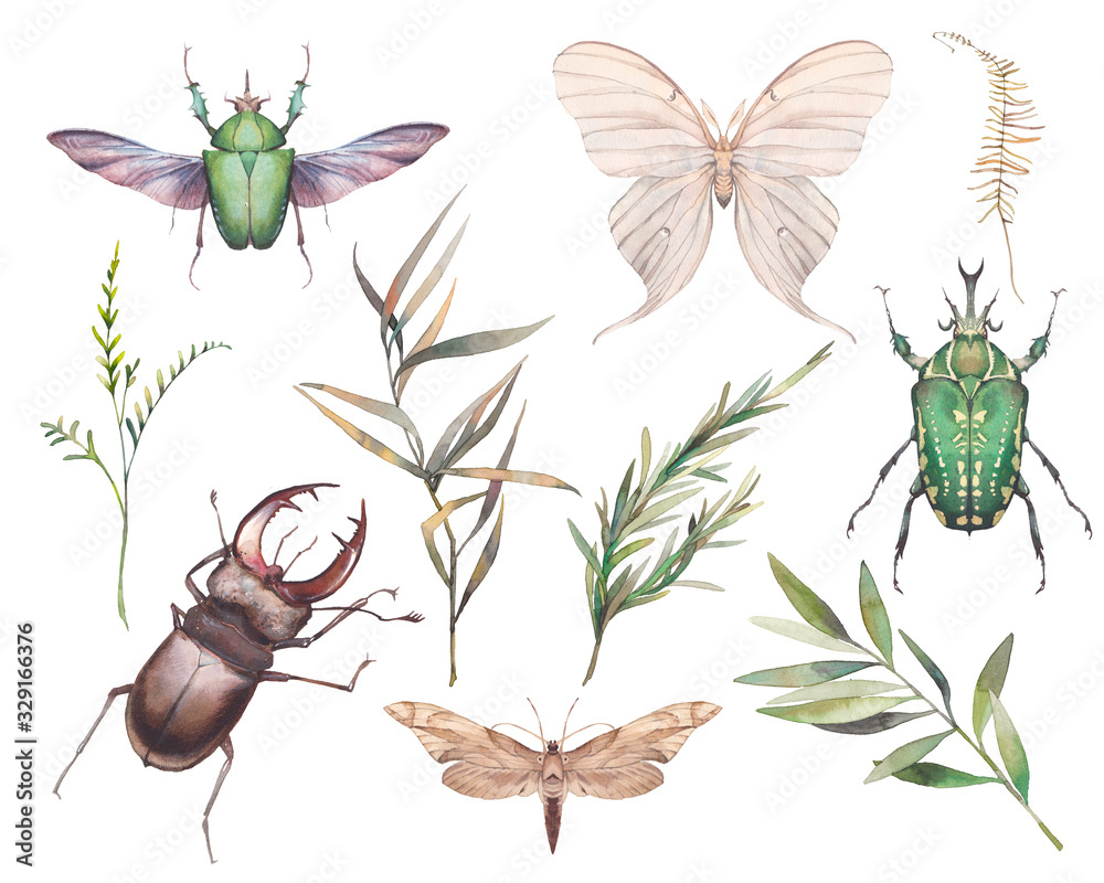 Herbs, butterflies and bugs. Watercolor clip art. Natural elements ...